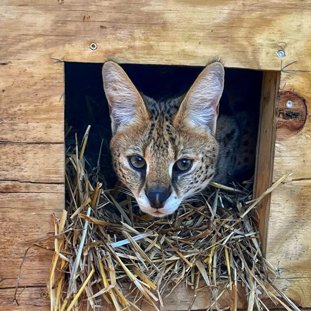 King Serval Carolina Tiger Rescue